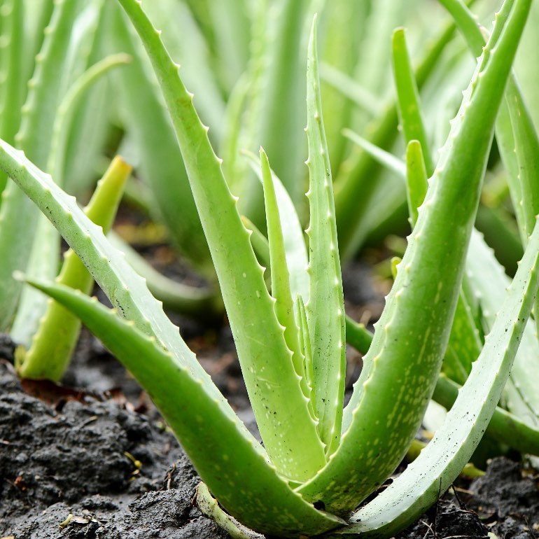 100% naturlig Green Peel inneholder kun rene planter og urter, som ...